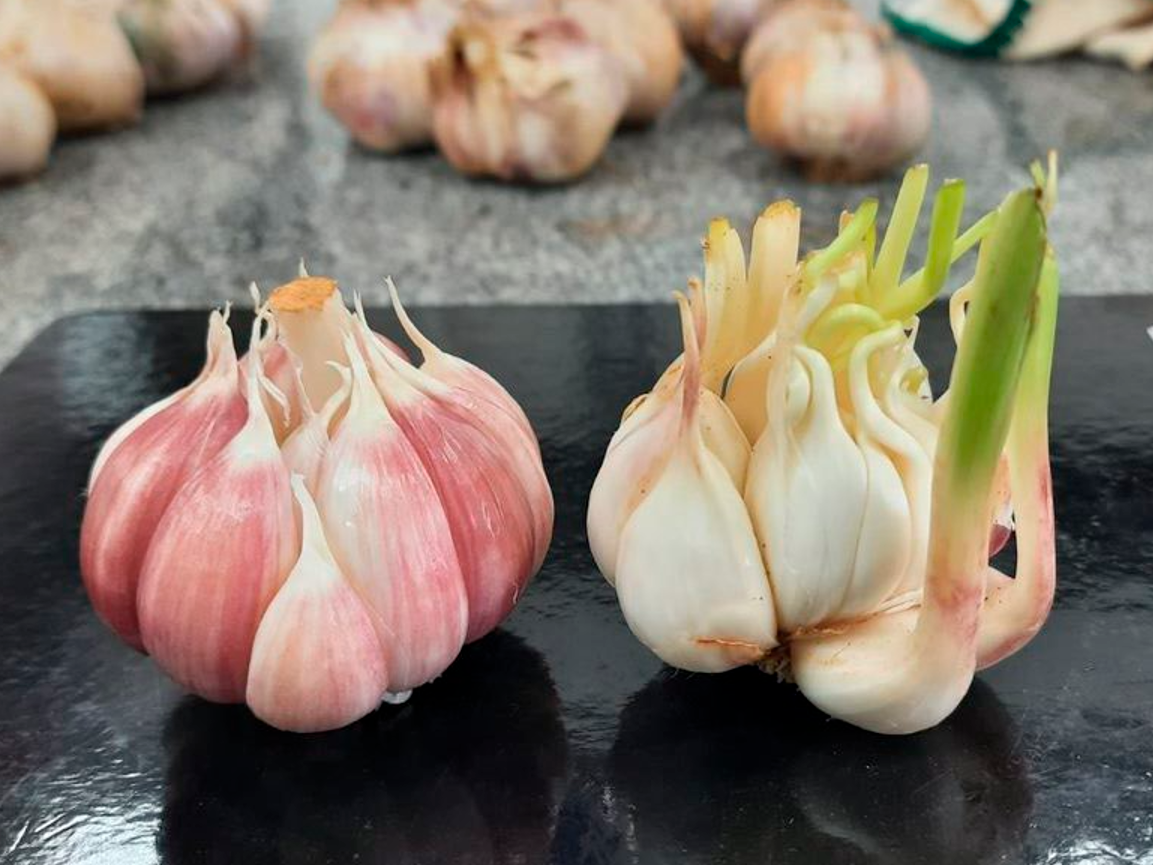 Universidade Federal de Viçosa - Notícias